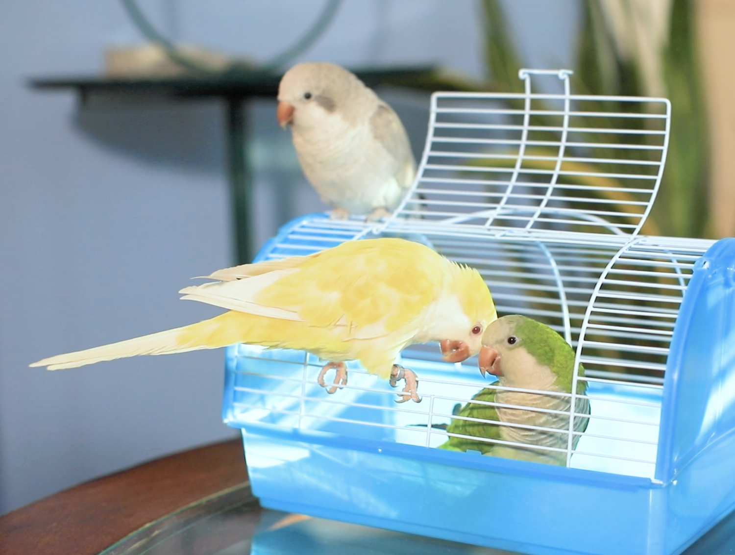 Preparing For Your Visit — AVIAN & EXOTIC ANIMAL CLINIC