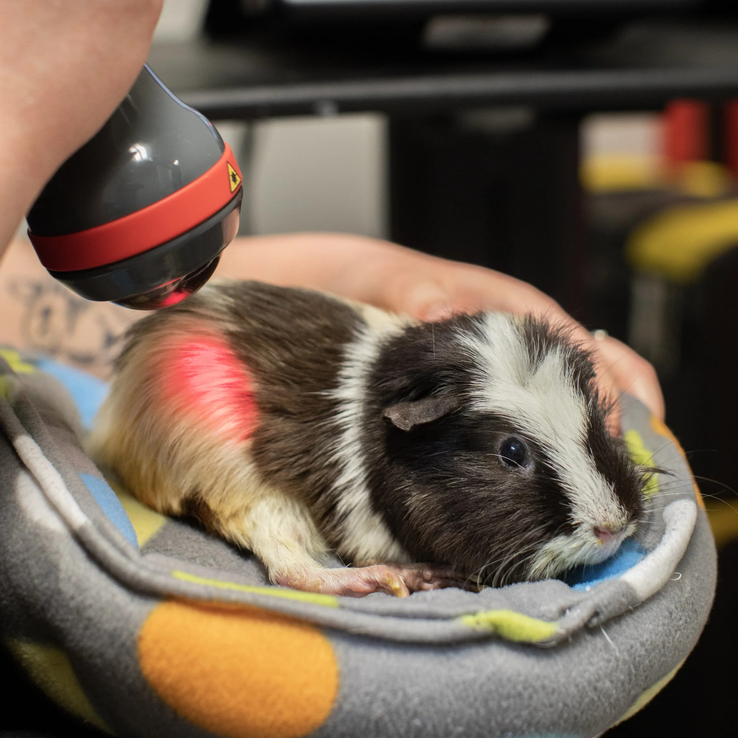 Laser Therapy — AVIAN & EXOTIC ANIMAL CLINIC