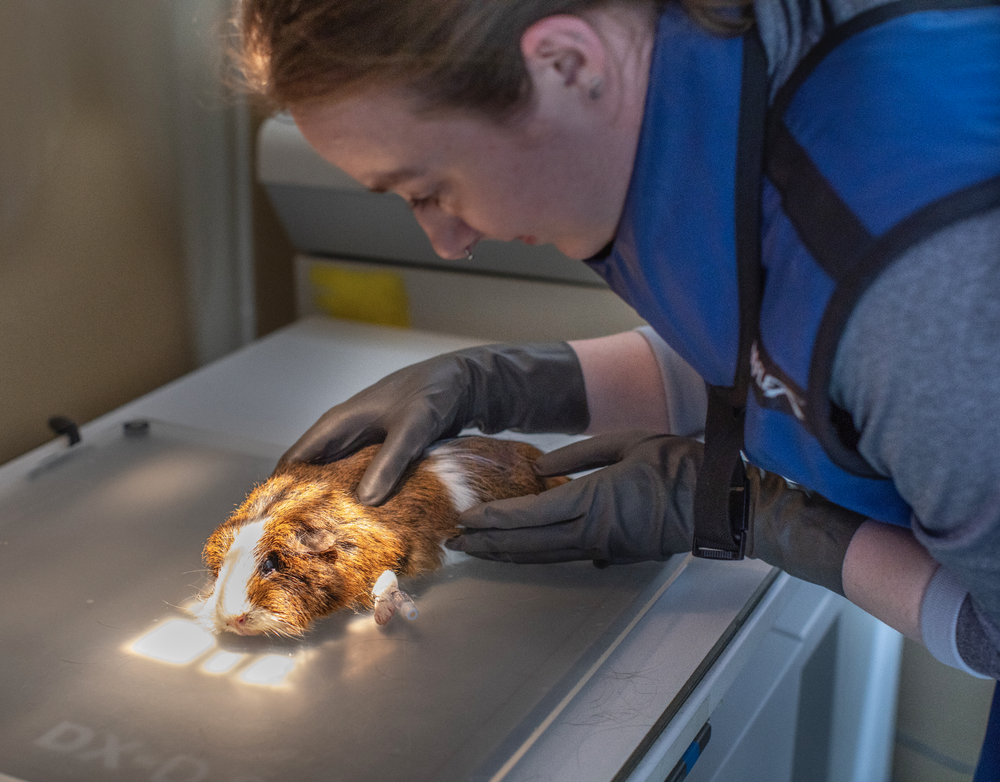 Careers - Registered Technician — AVIAN & EXOTIC ANIMAL CLINIC