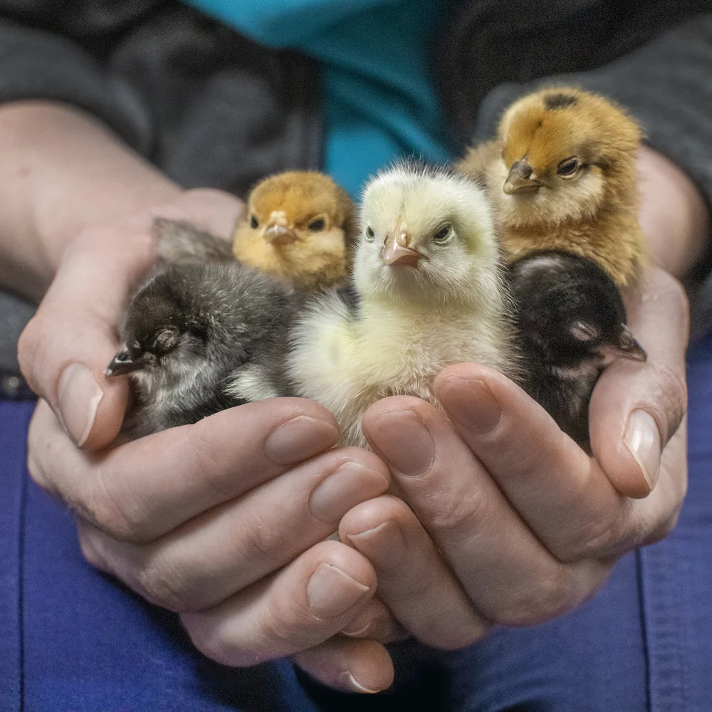 AVIAN & EXOTIC ANIMAL CLINIC