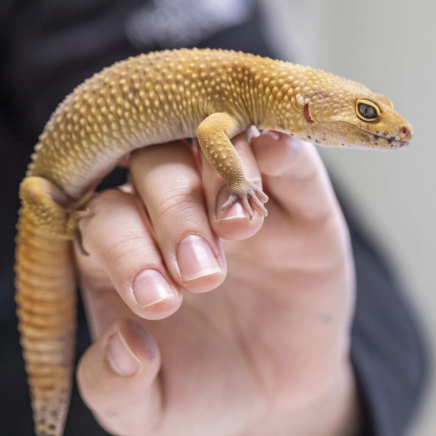 Care for Leopard Geckos — AVIAN & EXOTIC ANIMAL CLINIC
