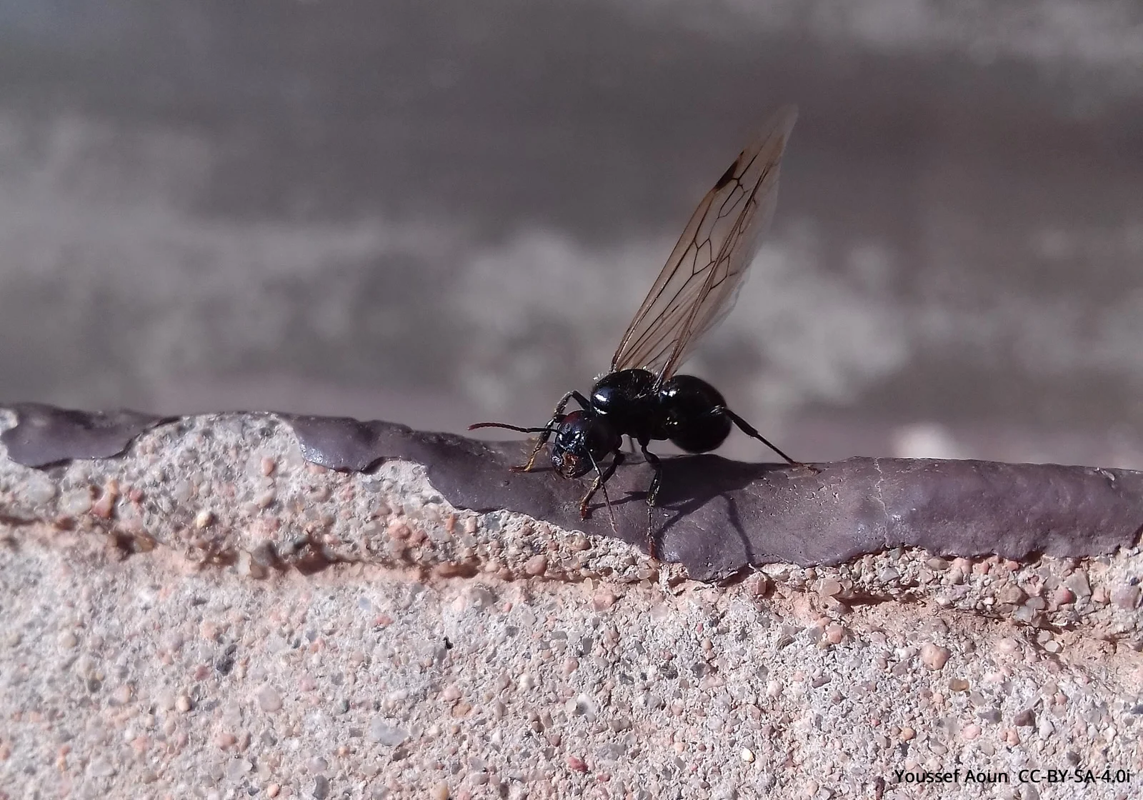 Flying Ants and the Birds That Love Them — Menunkatuck Audubon Society