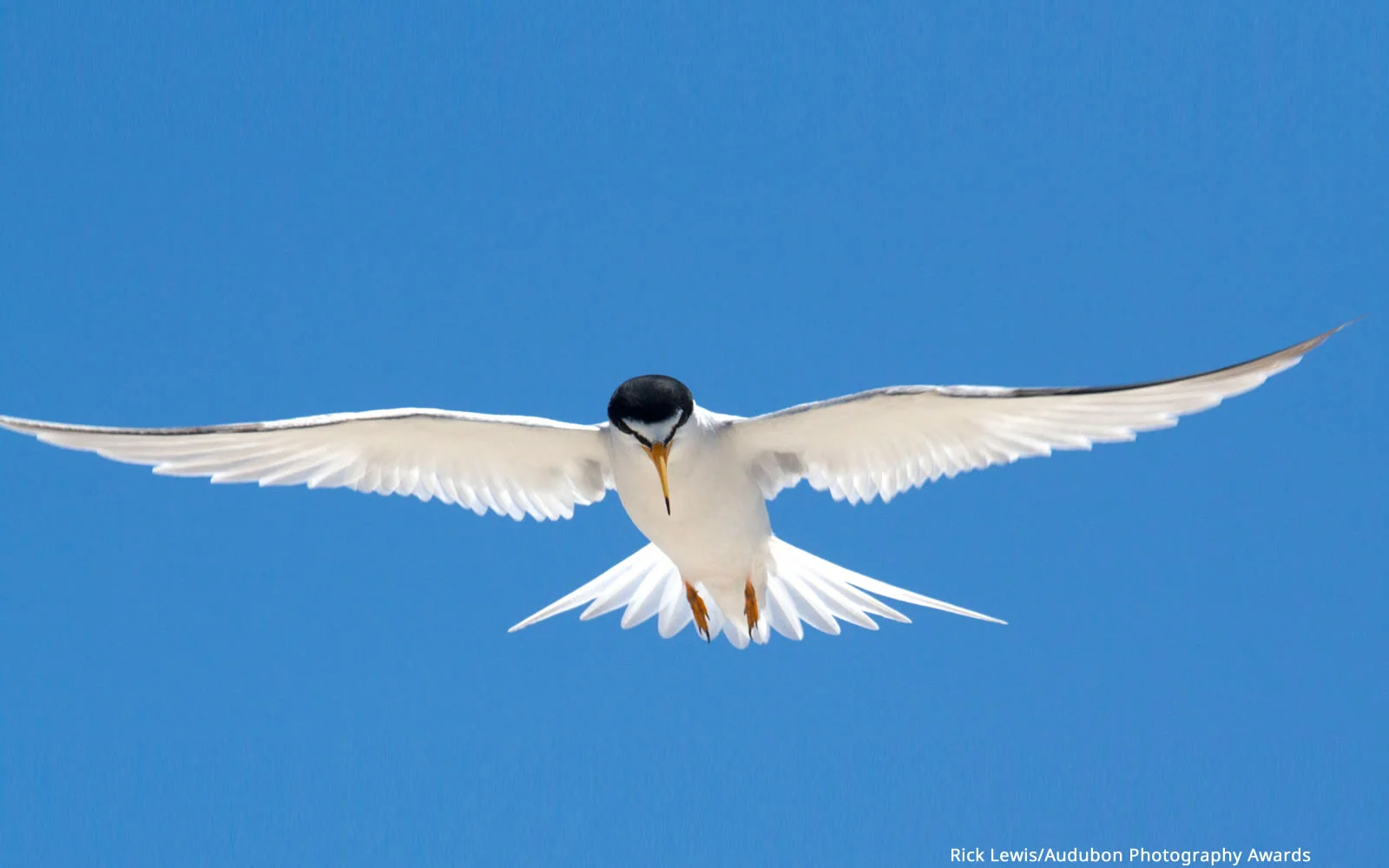 Least Tern Flying