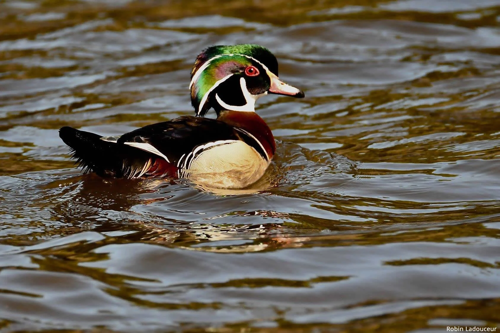 Crested Wood Duck