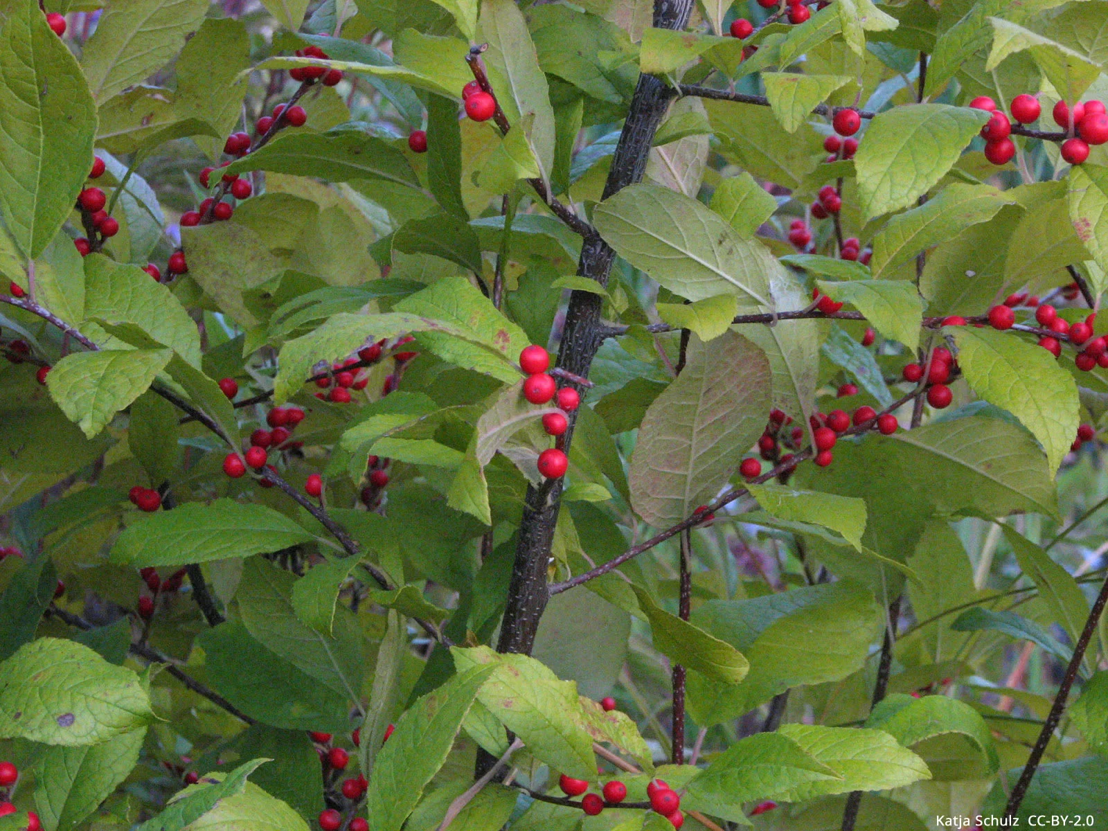 Winterberry – Our Native Holly — Menunkatuck Audubon Society