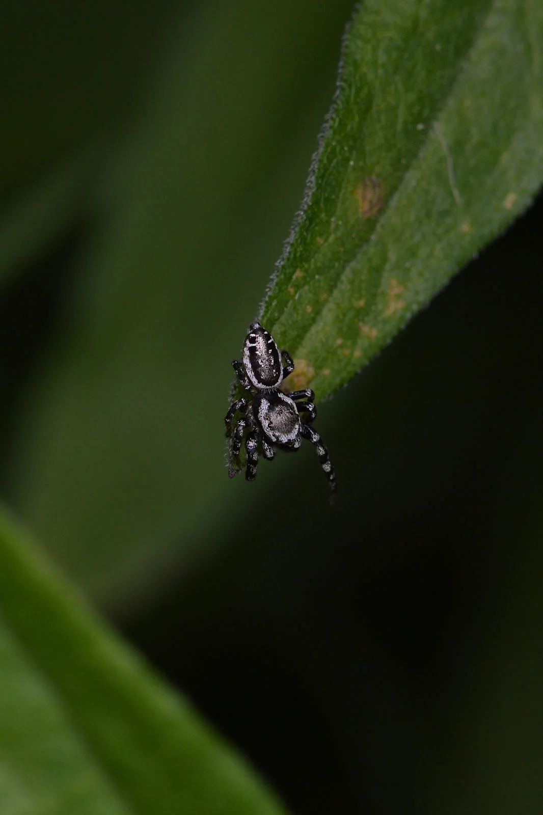 Tiny Jumping Spiders Are Endearing Predators — Menunkatuck Audubon Society