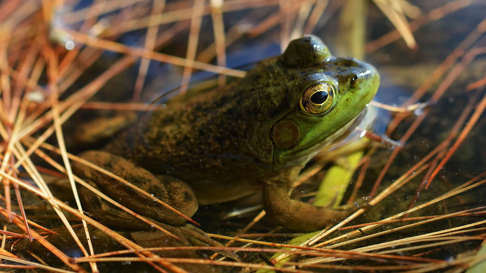 Time For Bullfrogs To Hibernate — Menunkatuck Audubon Society