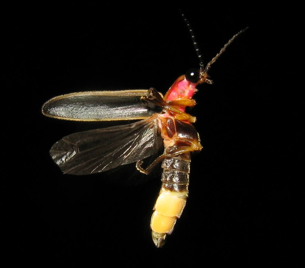 The Secret Code Of Fireflies — Menunkatuck Audubon Society