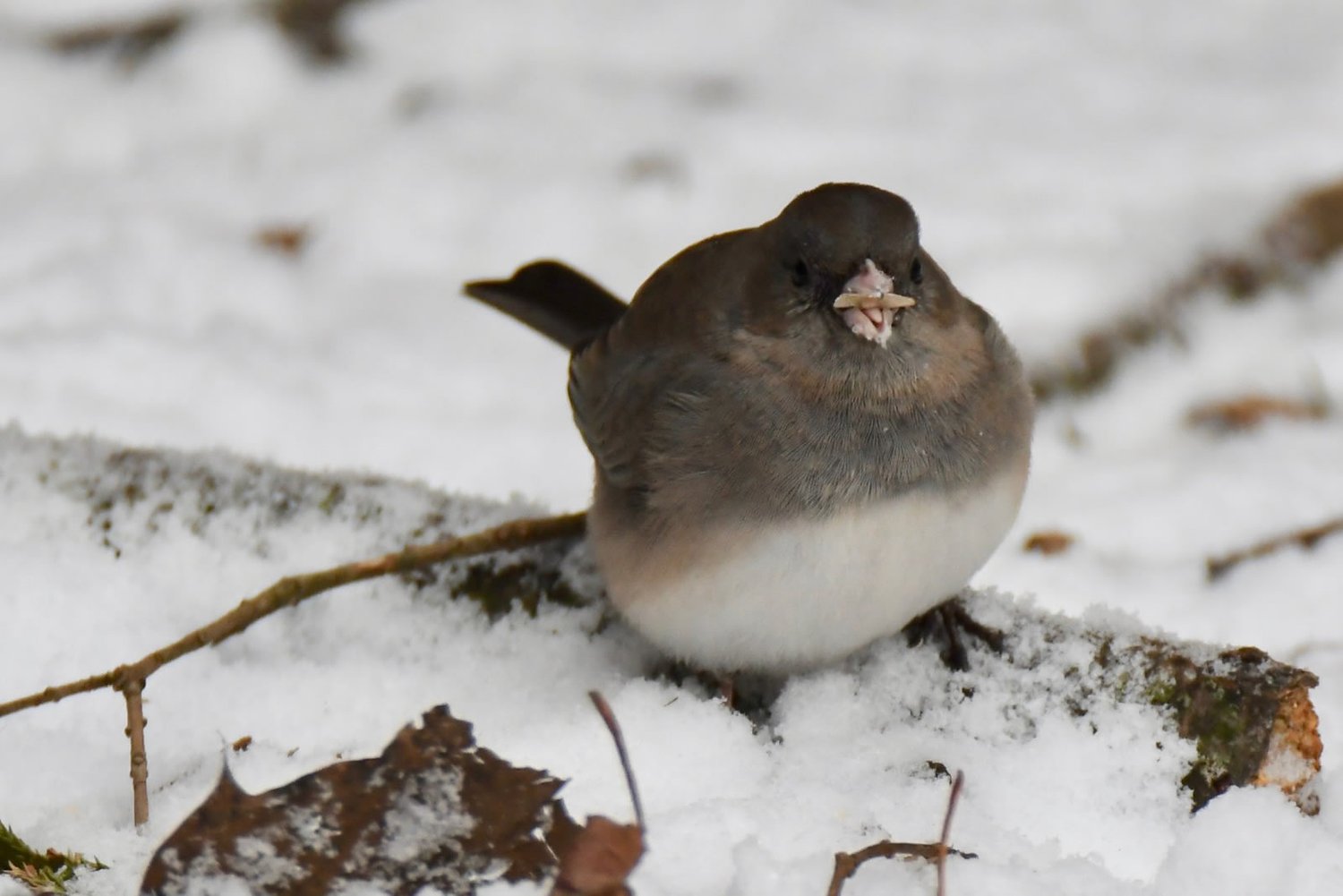 Snow Bird — Menunkatuck Audubon Society