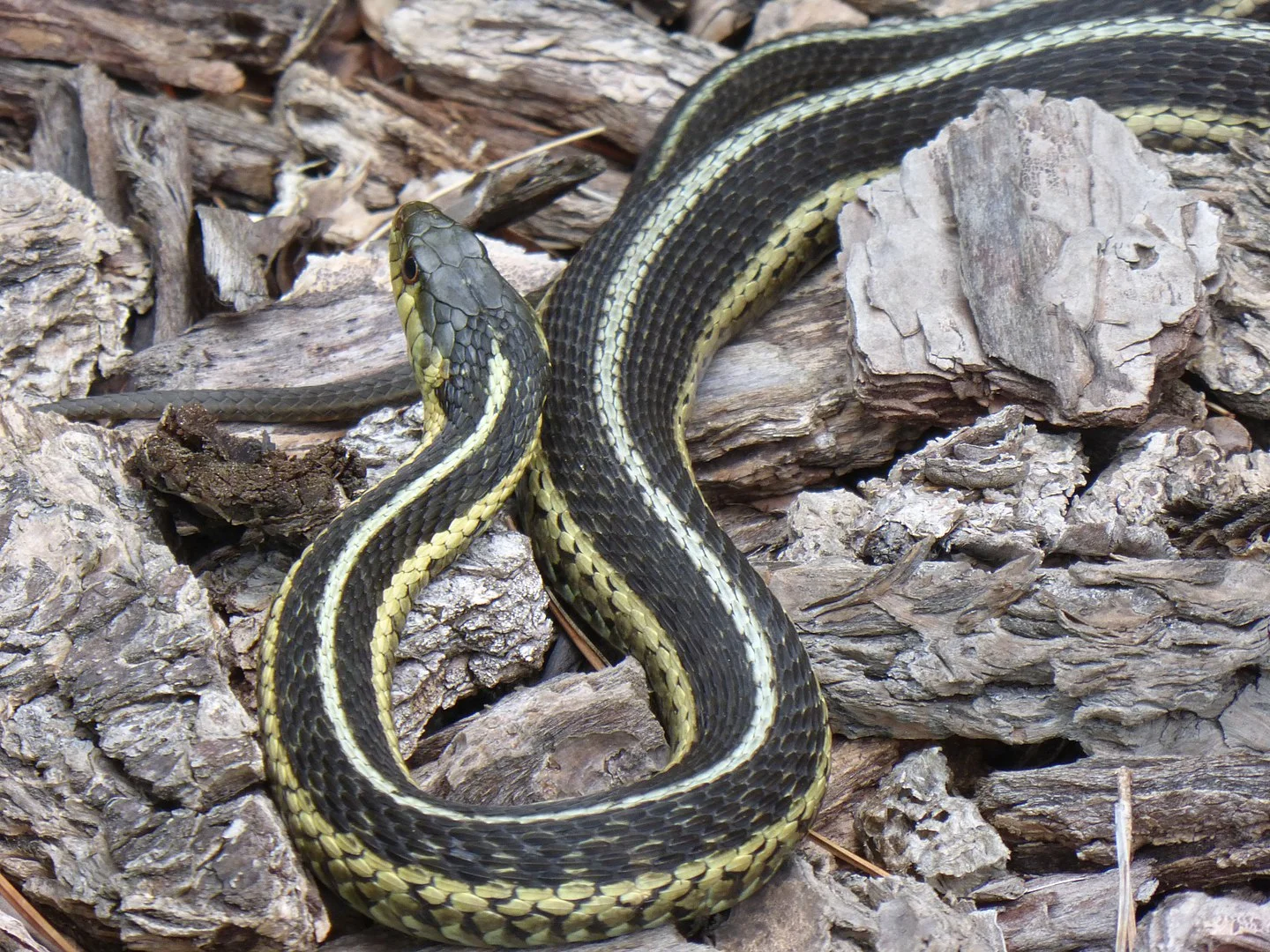 Western Ribbon Snake Western Ribbon Snake (Thamnophis Proximus