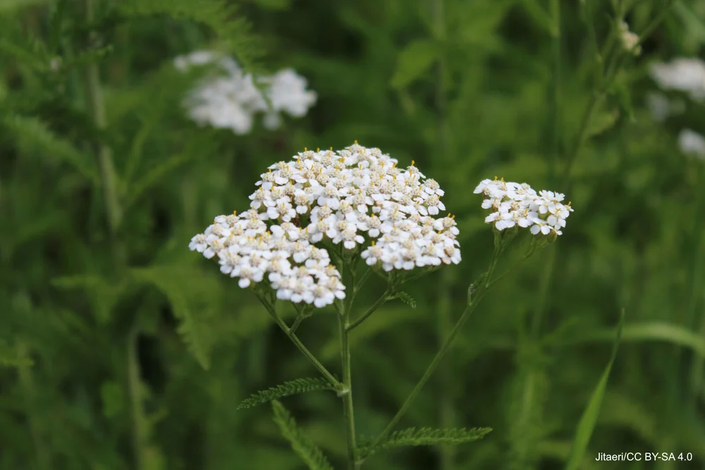Yarrow Ground Cover