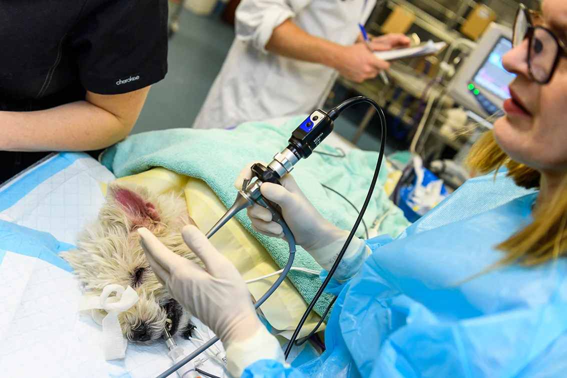 Itchy Dog Ears | Ear Infections | Testing — Animal Dermatology Clinic