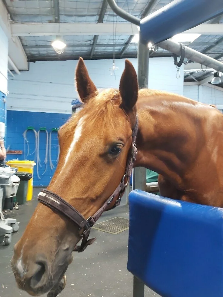 Equine Eosinophilic Granuloma — Animal Dermatology Clinic