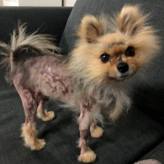 Success Stories | — Animal Dermatology Clinic