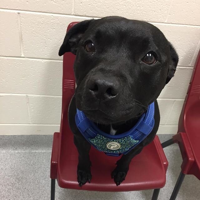 Animal Dermatology Clinic | Your Dermatology and Ear Specialists