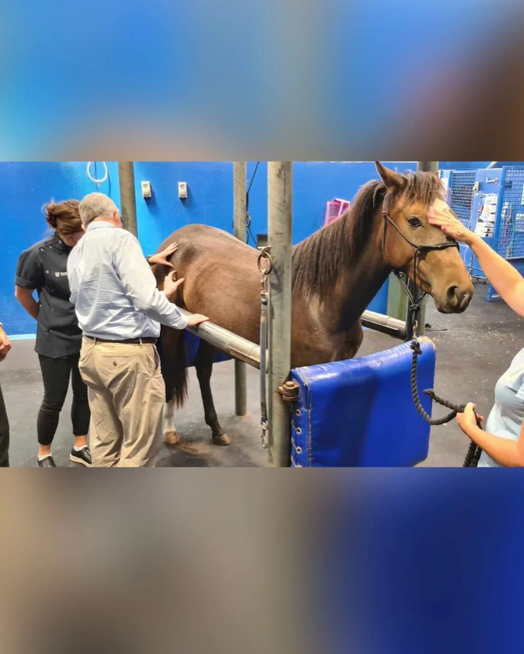 Animal Testing On Horses