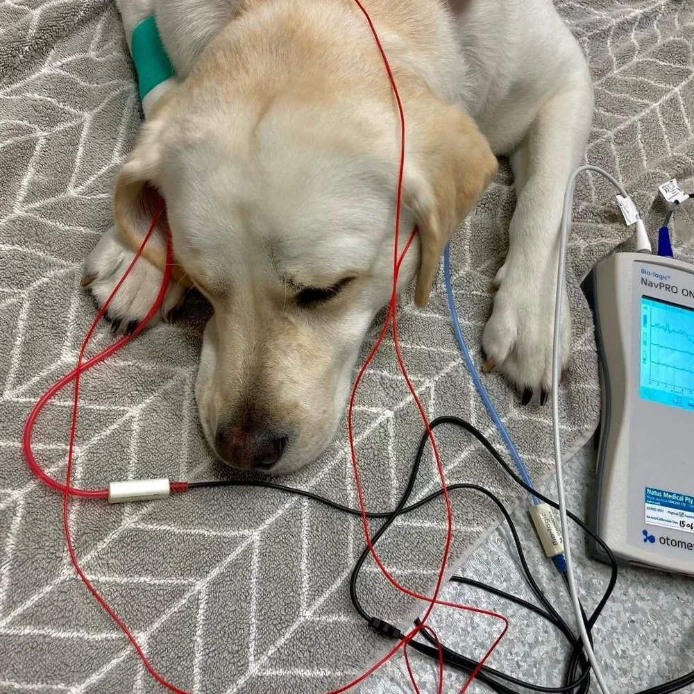 Biopsies for Your Pet — Animal Dermatology Clinic
