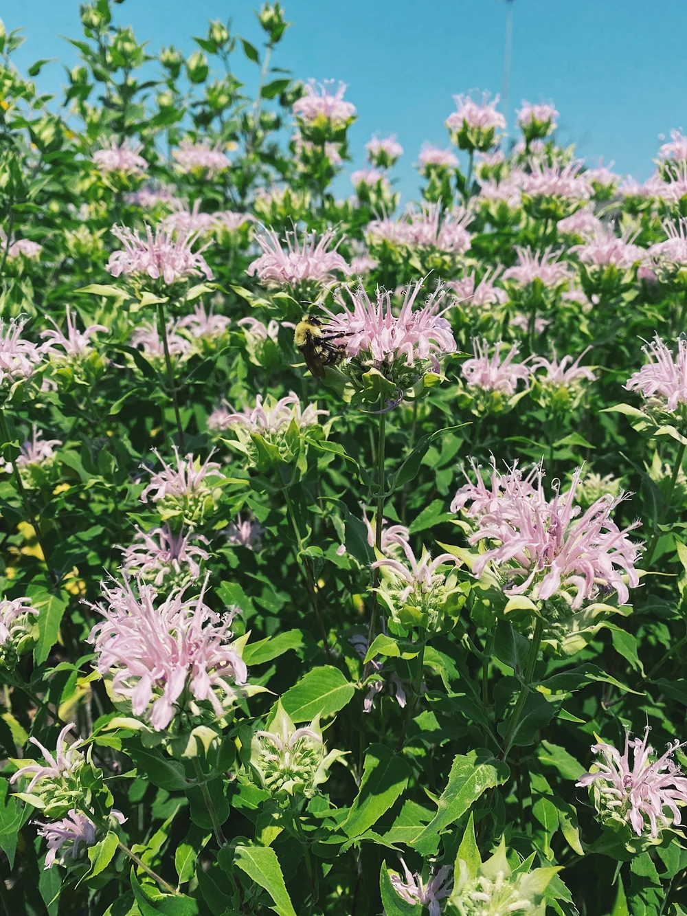 Team — Bell Design & Landscape