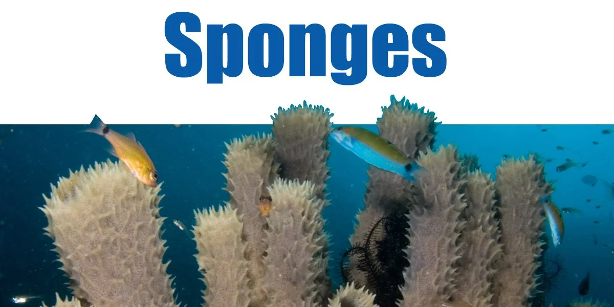 Florida's Marine Animals | Middle School (BB) - Sponges Lesson ...