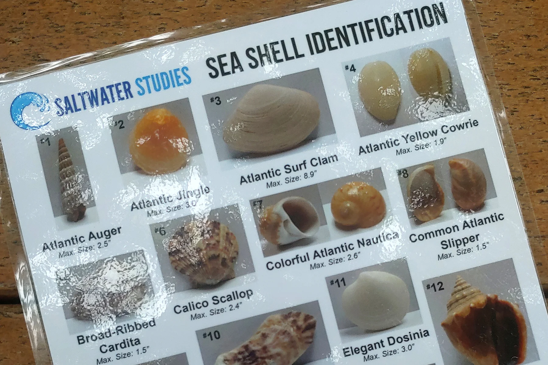 Seashell Identification