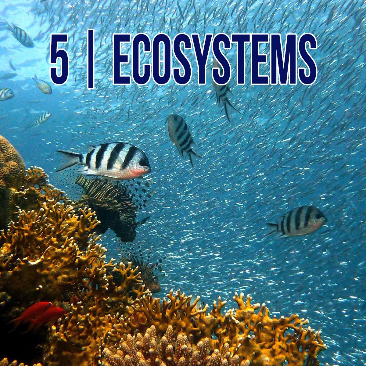 Curriculum — Saltwater Studies