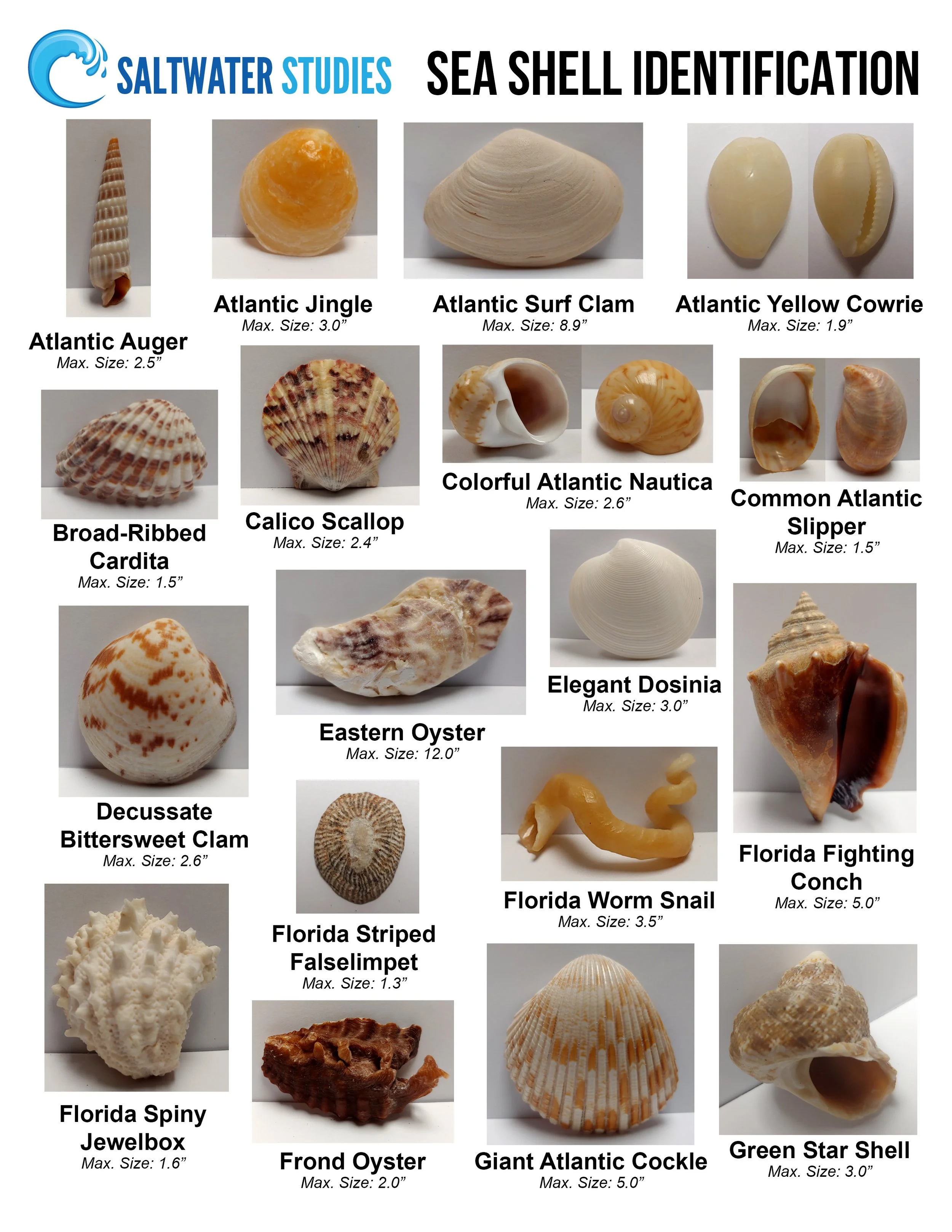 Florida's Marine Animals | High School (BB) - Gastropods & Bivalves ...