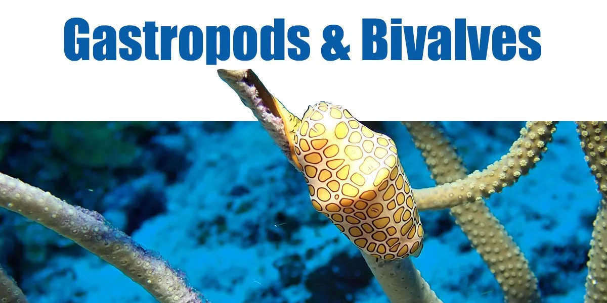 Florida's Marine Animals | High School (BB) - Gastropods & Bivalves ...