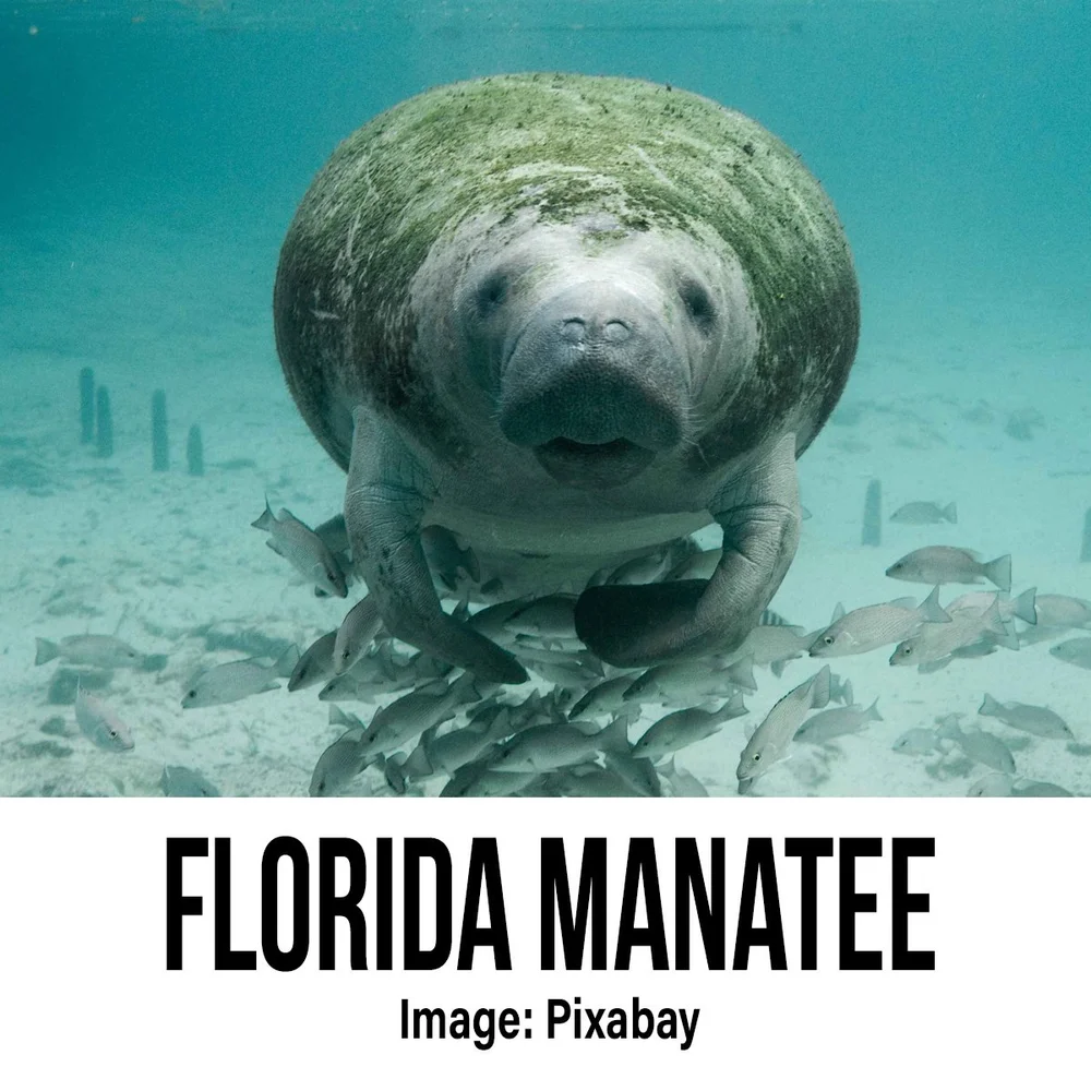 Florida's Marine Animals | Middle School (BB) - Manatees Lesson ...