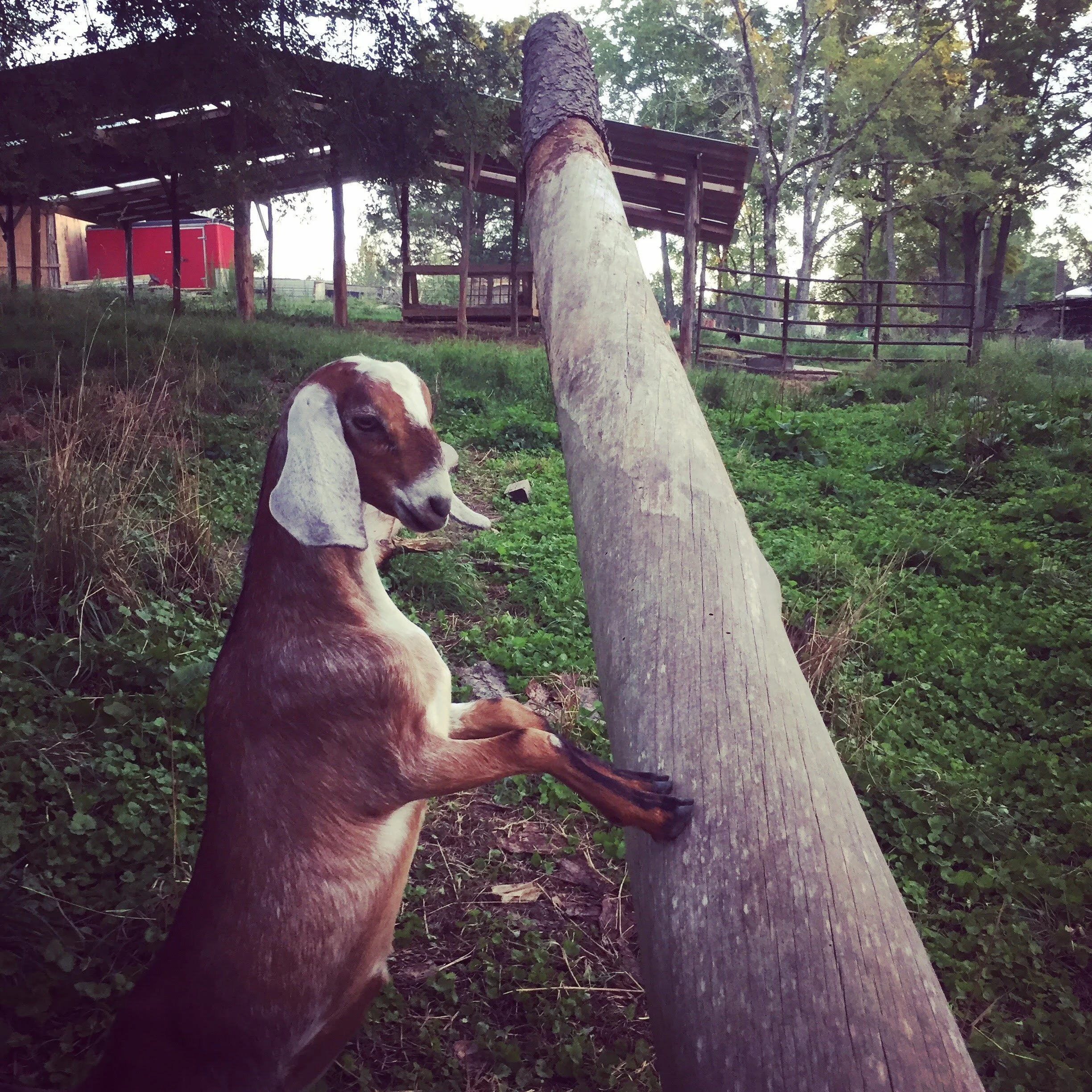 FARM PICK UP — Boxcarr Handmade Cheese