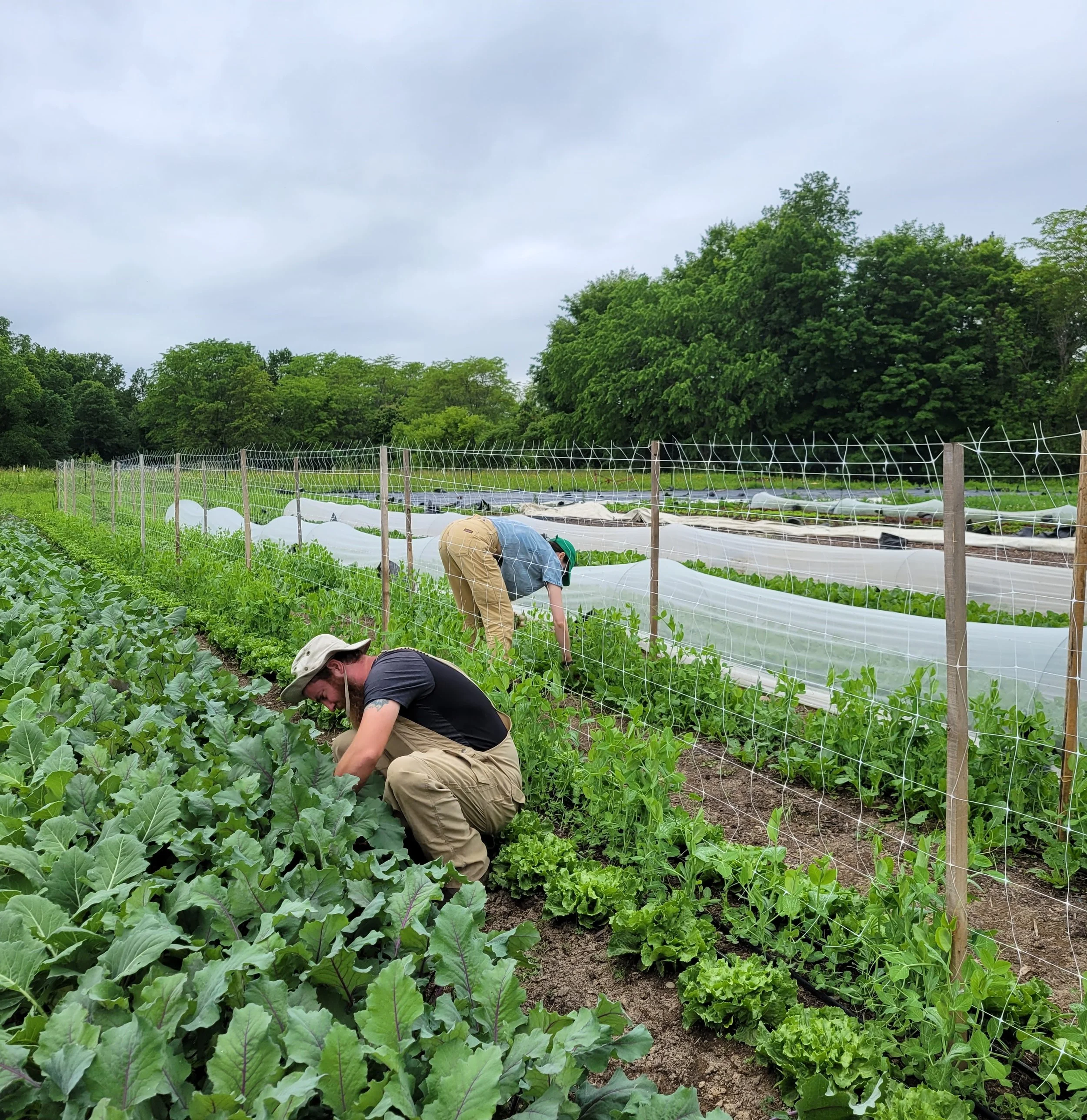 Work With Us — Hidden Acre Farm
