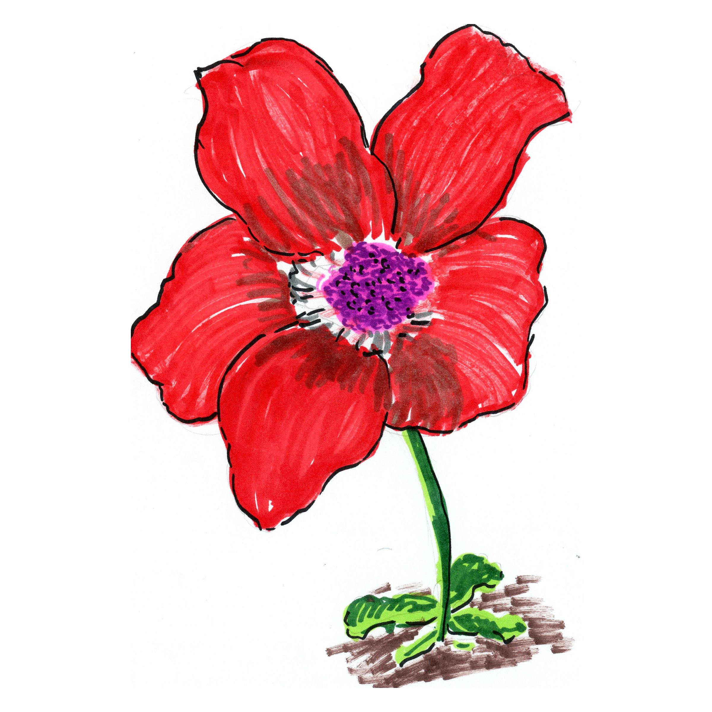 Palestinian Poppy Flower — Mad Guru