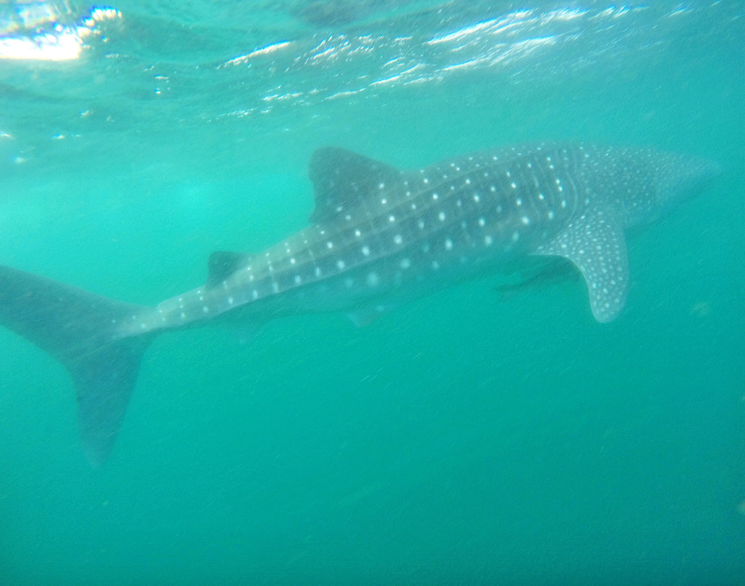 Australia — Forever Chasing Wanderlust