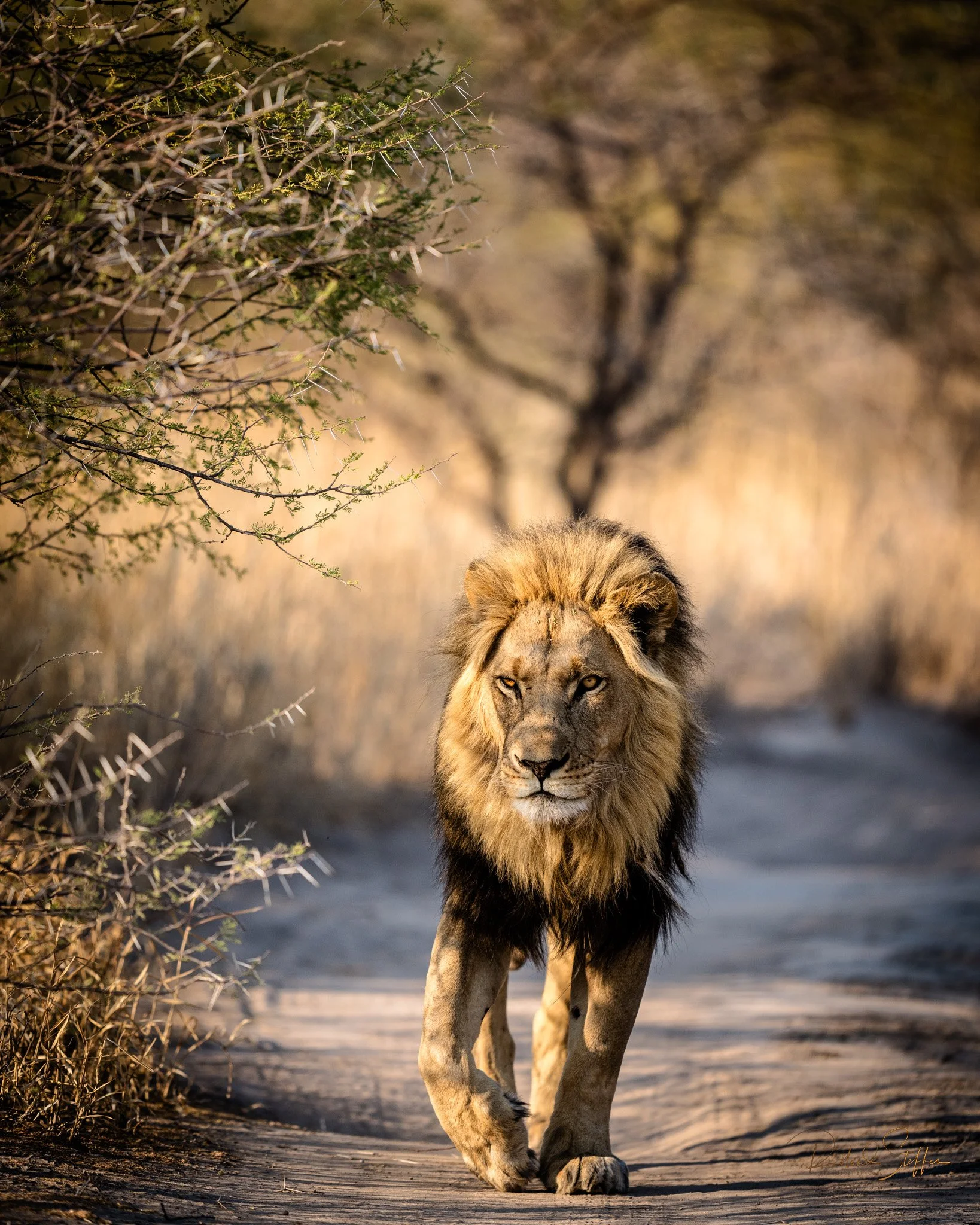 The Majestic Black-Maned Kalahari Lion - a unique encounter ...