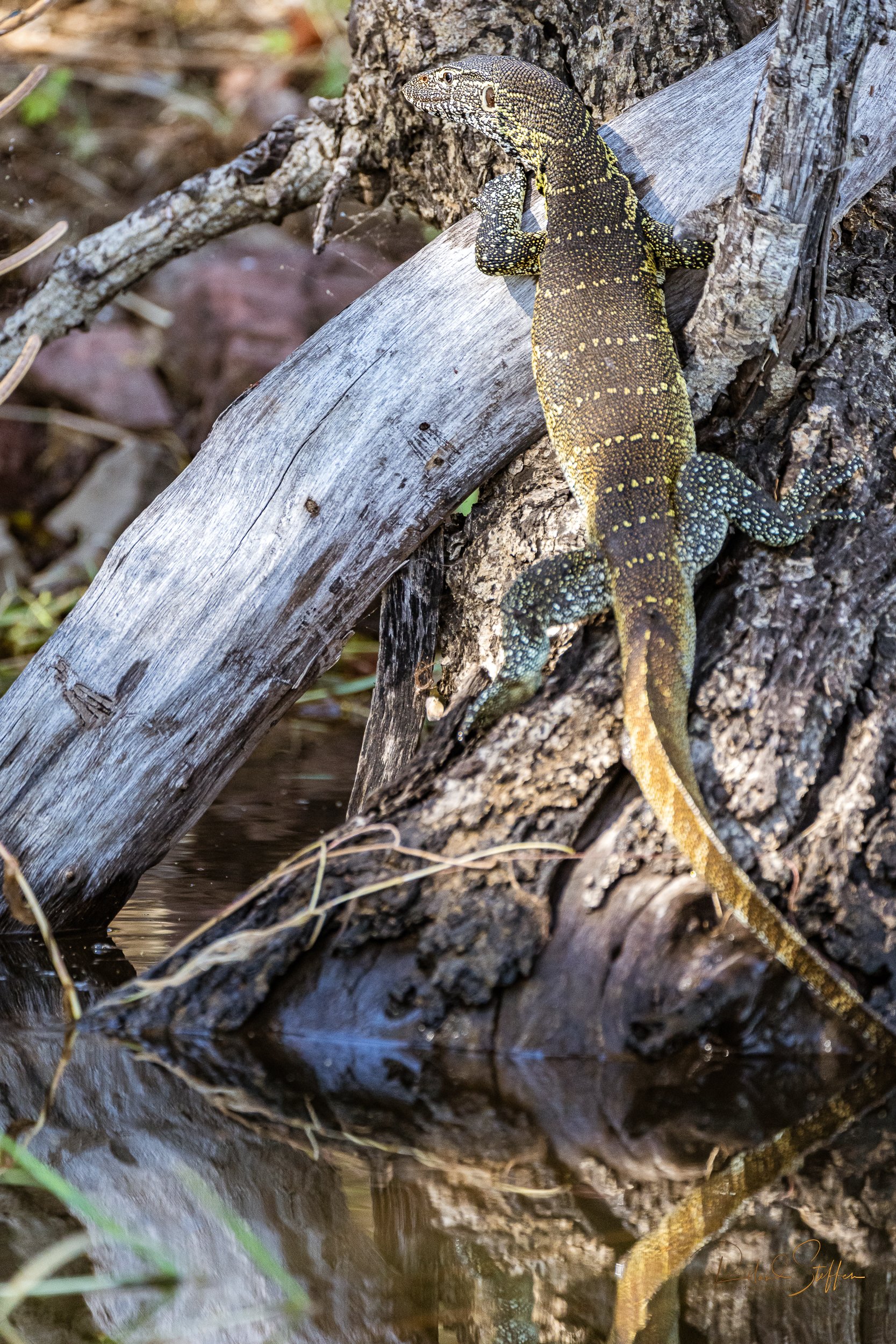 Chobe River - The beginning of a wonderful journey — rolandsteffen.com