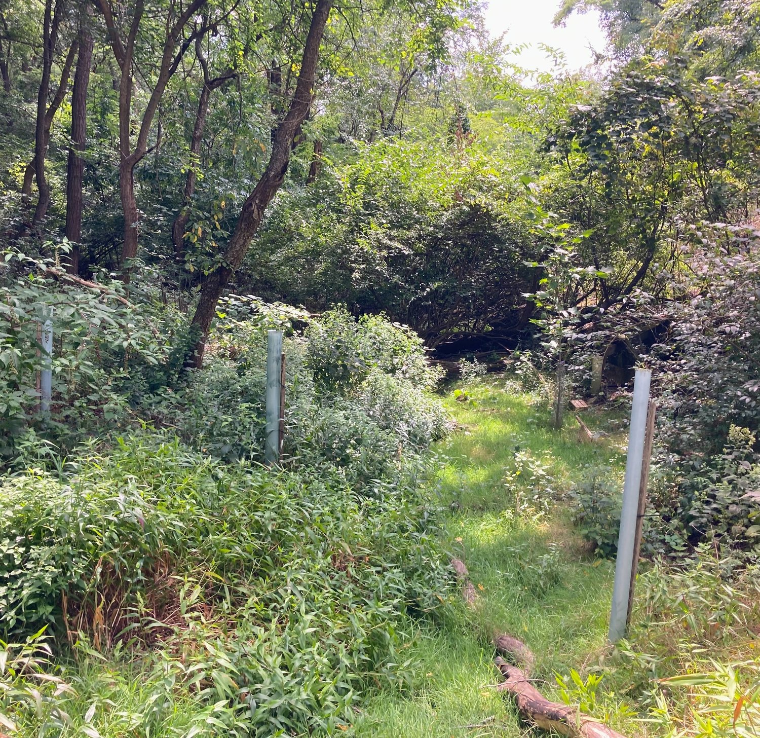 Mount Lebanon Nature Conservancy