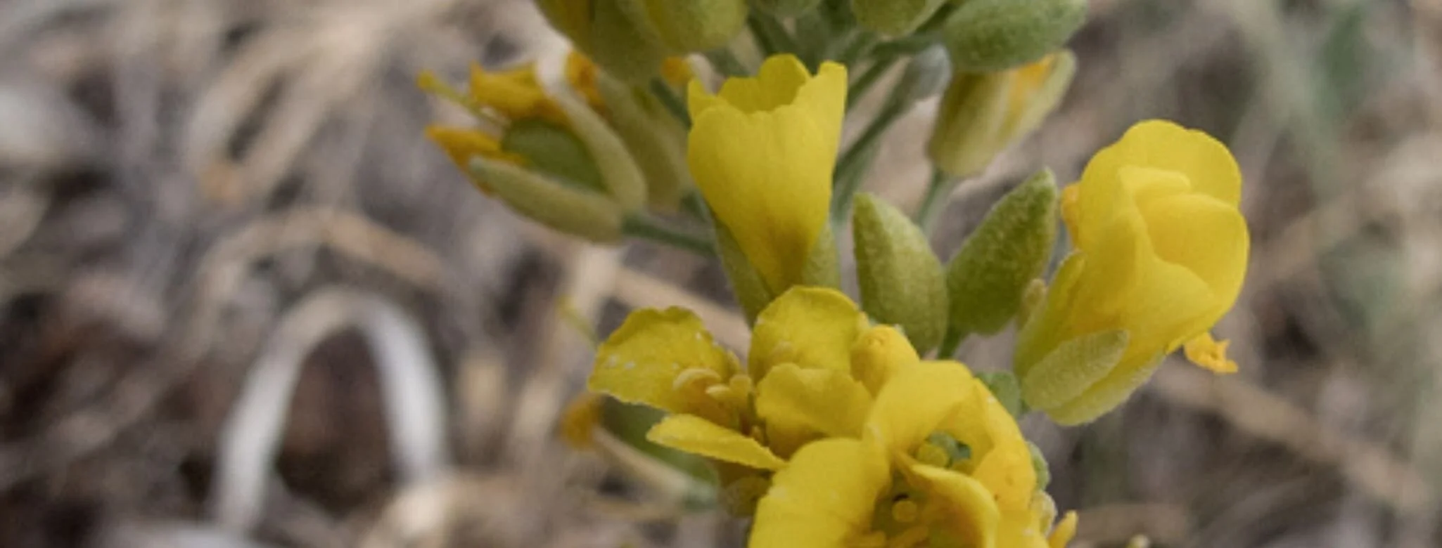 Bladderpod Oil Overview — Botanical Formulations