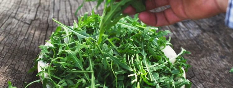 Eruca Sativa (Taramira) Seed Oil — Botanical Formulations