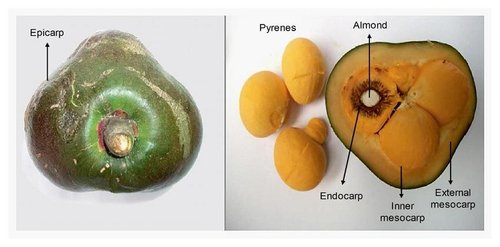 Pequi Oil — Botanical Formulations