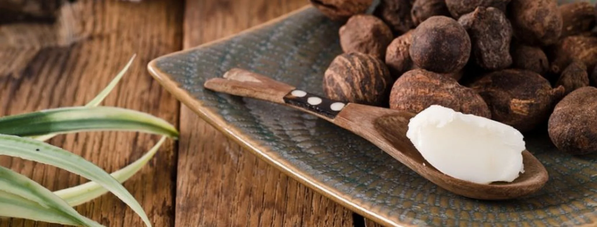 Babassu Oil — Botanical Formulations