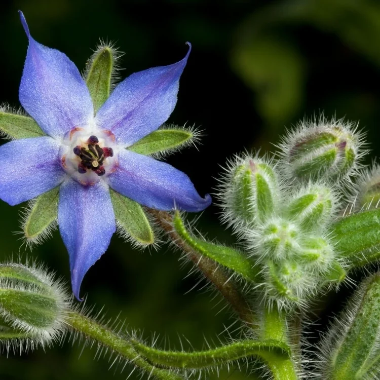 Borage Oil — Botanical Formulations