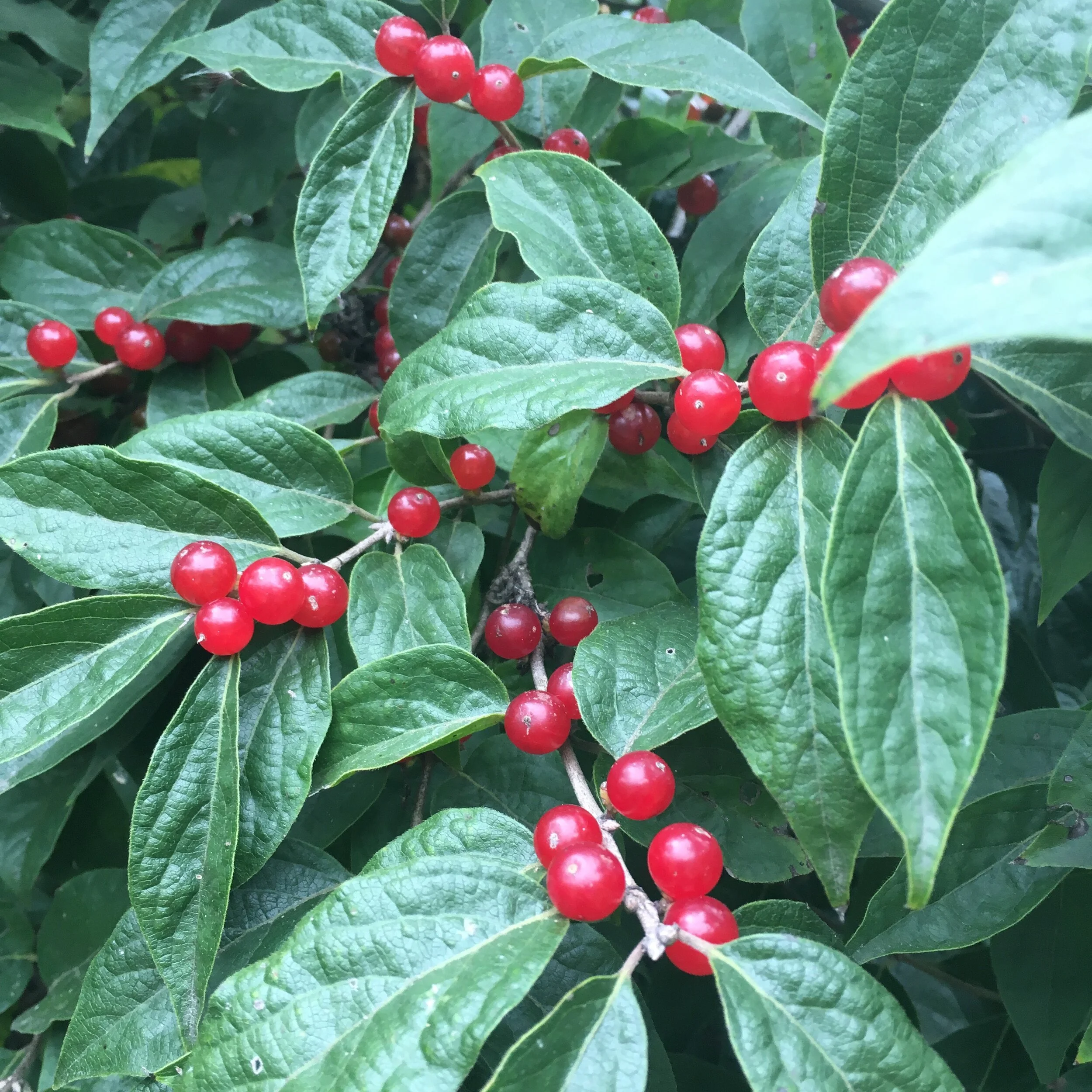 Christopher Cudworth