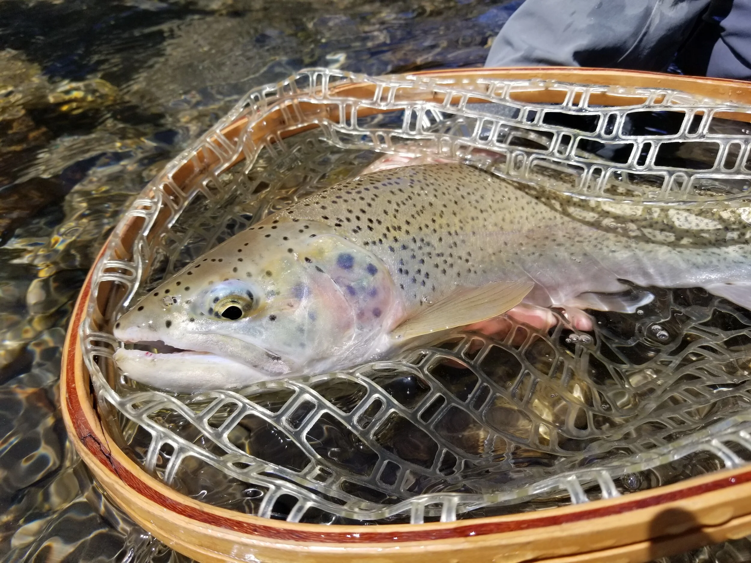 Canmore Fishing Adventures – boat trips on the Bow River from Banff to ...
