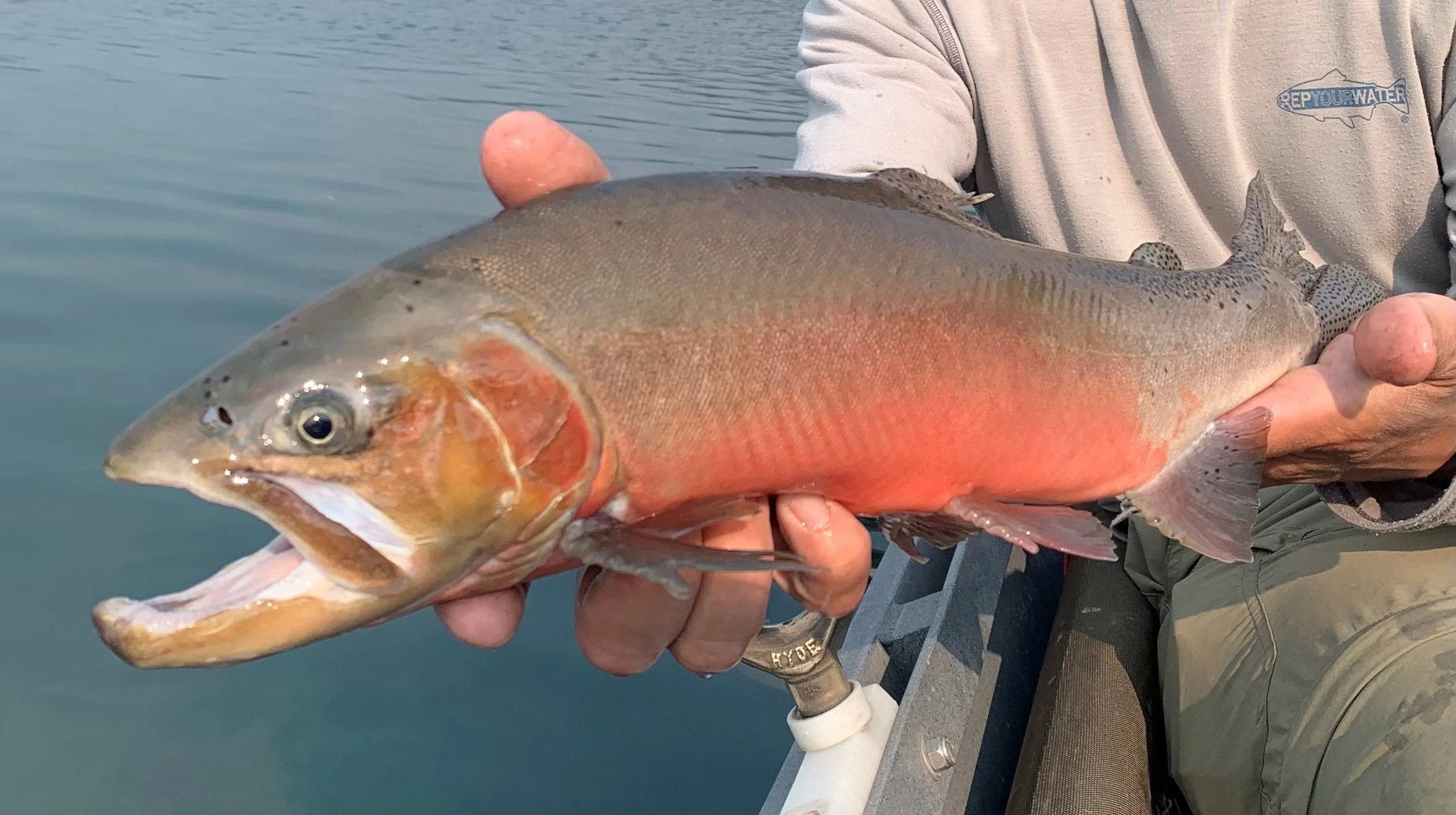 Aurora Trout