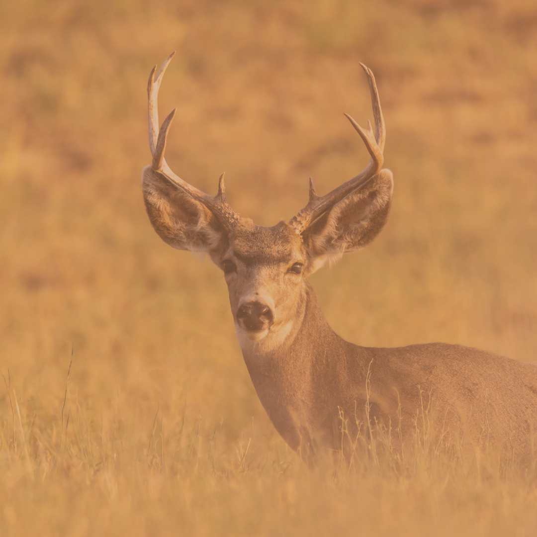 How To Kill a Buck In Late November — Knights Taxidermy