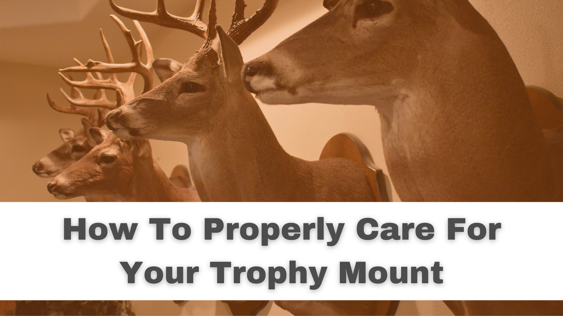 How To Properly Care For Your Trophy Mount — Knights Taxidermy