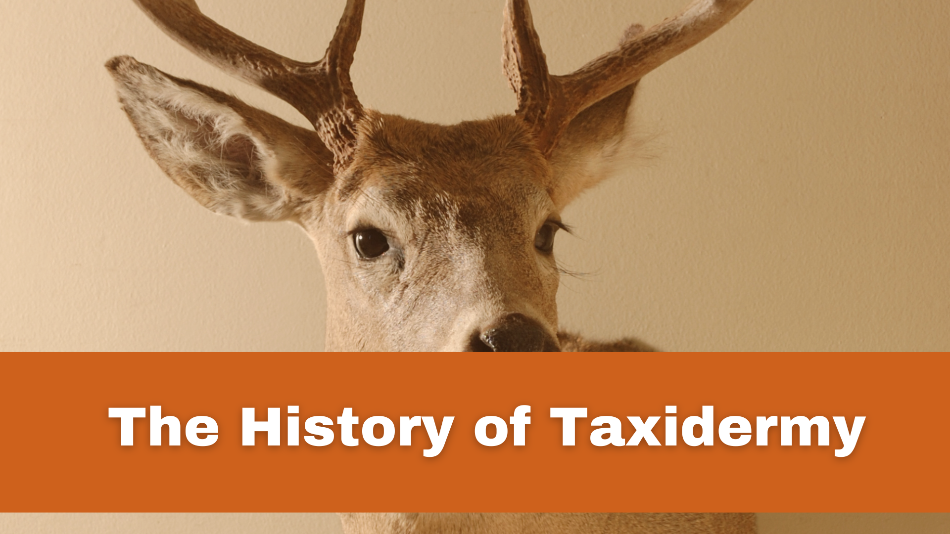 The History of Taxidermy — Knights Taxidermy