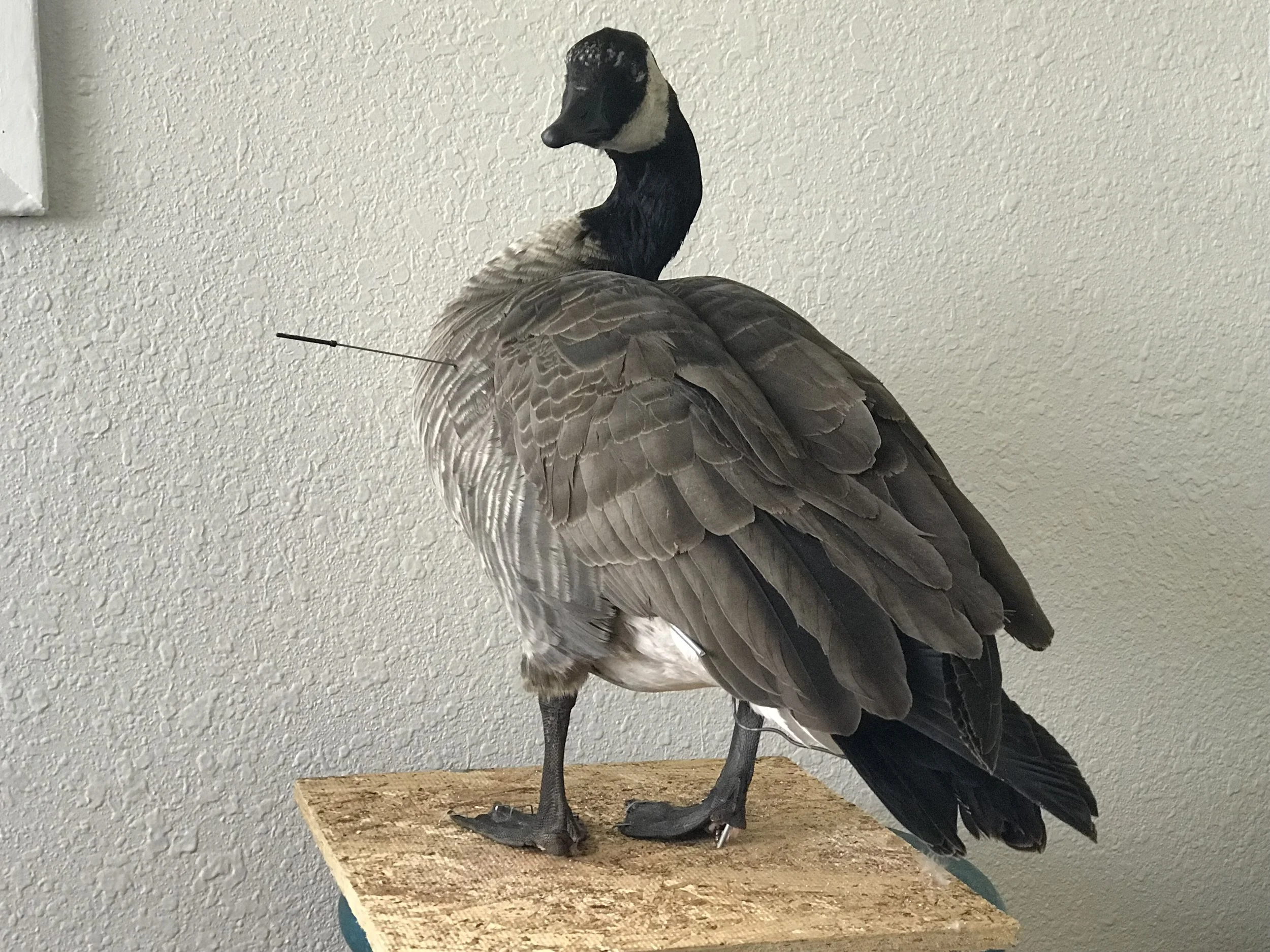 Homemade Goose Repellent Decoys - Homemade Ftempo