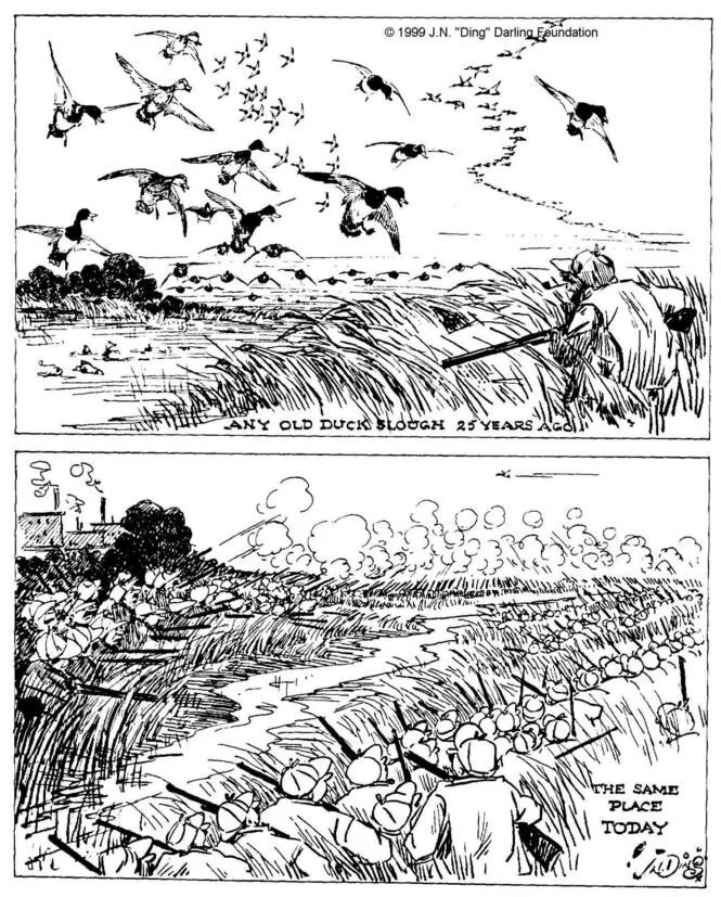 Ding Darling & The Federal Duck Stamp - Split Reed