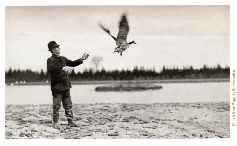 Jack Miner and Miner Bands - Split Reed