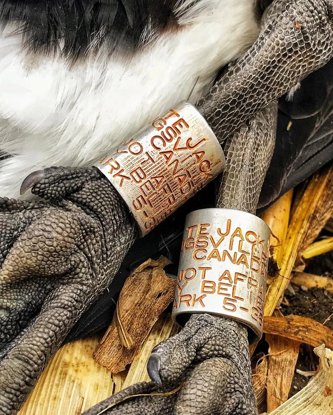 Jack Miner and Miner Bands - Split Reed